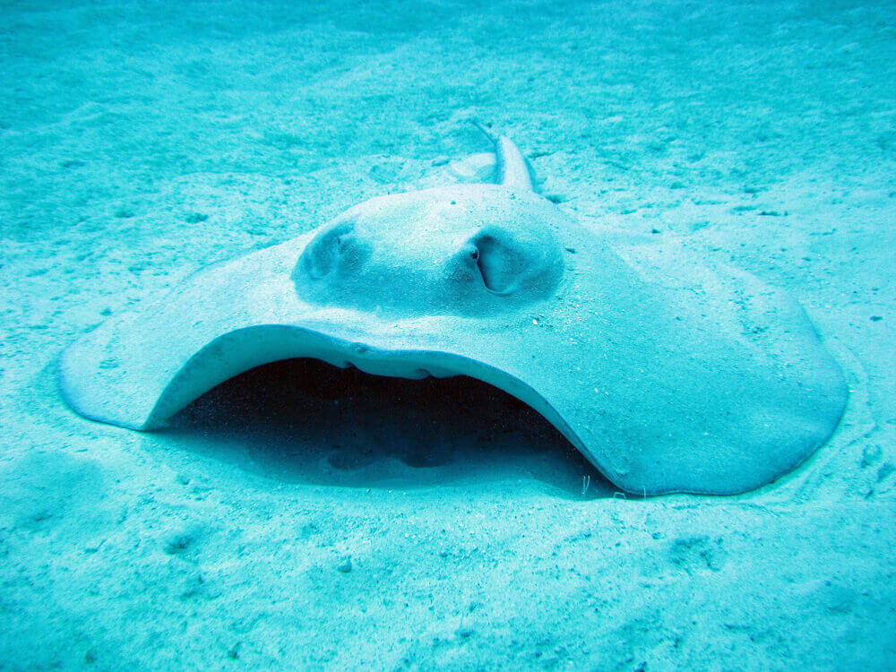 Diving in Akumal - Blue Experience Diving